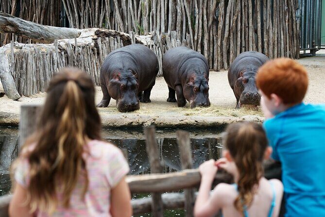 Hippo Experience at Werribee Open Range Zoo - excl. entry - Discover the Hippo Experience at Werribee Open Range Zoo