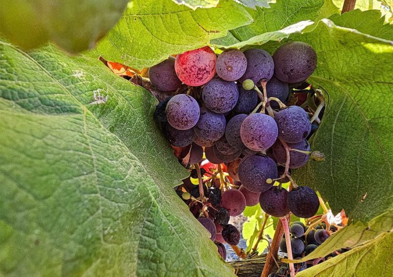 Historic centre & Wine tasting - FAQ