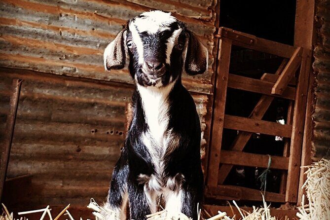 Historic Homestead Tour with Morning Tea - A Complete Breakdown of the Homestead Tour Experience