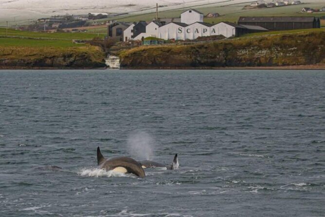 Historic Orkney Private Odyssey Tour by a native Islander - The Sum Up
