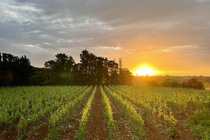 Historical Cellar Visit and Wine Tasting in Salento - Key Points  