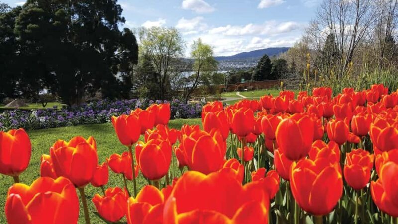 Hobart: 3-Hour City Sightseeing Tour - Guides and Group Experience