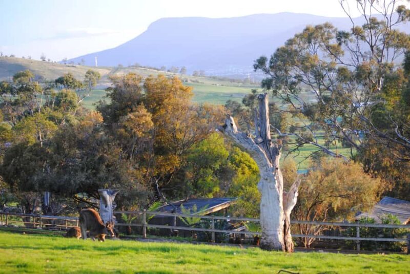 Hobart: Admission Ticket to Bonorong Wildlife Sanctuary - Key Points