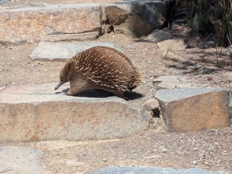 Hobart: Cape Hauy Hike - Key Points