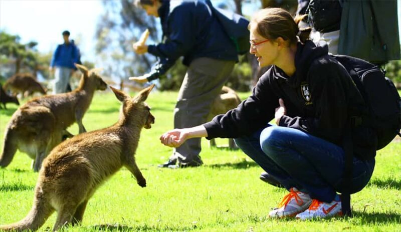 Hobart: Full-Day Bonorong Wildlife Sanctuary & Richmond Tour - Value and Practical Considerations