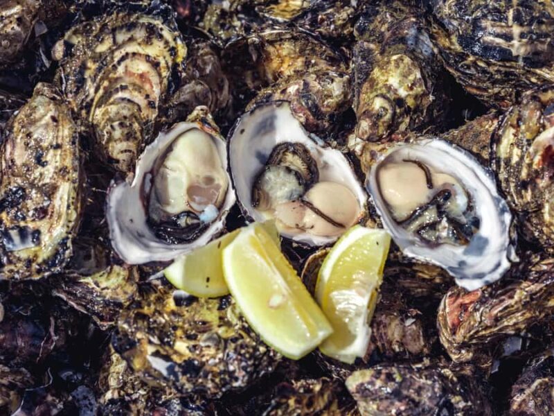 Hobart: Full-Day Tasmania Gourmet Seafood Cruise - Key Points