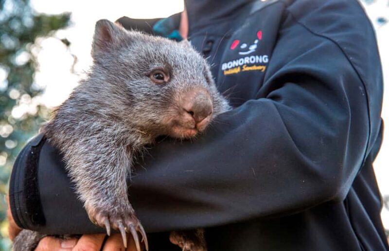 Hobart Highlights Day Tour - Key Points