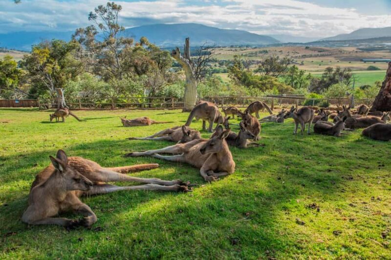 Hobart Highlights Day Tour - Who Should Book This Tour?