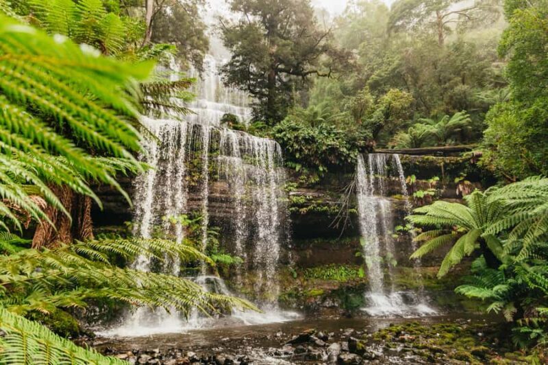 Hobart: Mt Wellington, Mt Field, Bonorong and Richmond Trip - Wildlife Encounters at Bonorong Sanctuary