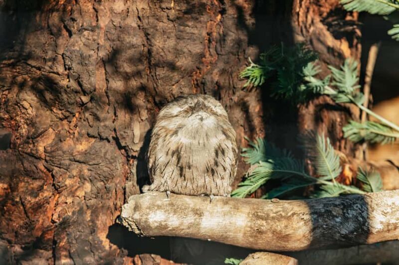 Hobart: Mt Wellington, Mt Field, Bonorong and Richmond Trip - How the Day Unfolds