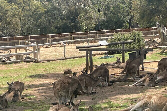 Hobart Shore Excursion Aussie Wildlife and Sighseeing Shared Tour - Why This Tour Works for Different Travelers