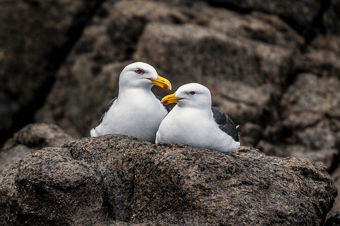 Hobart Sightseeing Cruise including Iron Pot Lighthouse - Who Will Love This Experience?