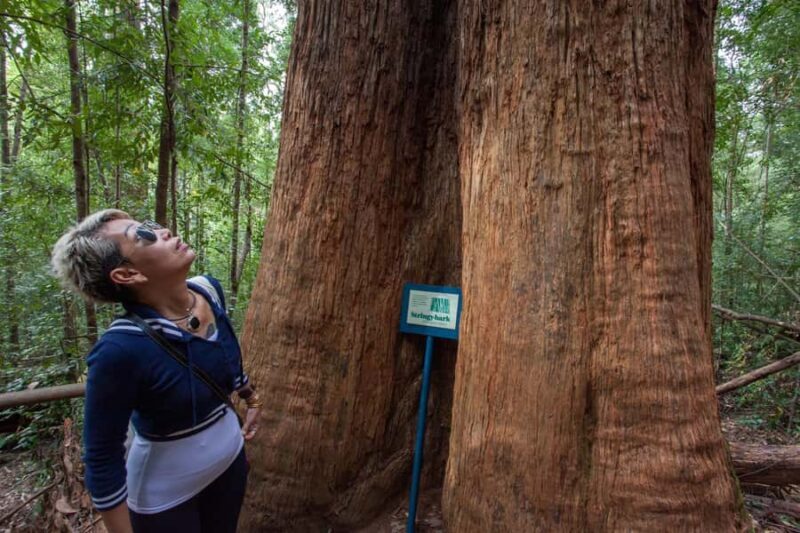 Hobart: Tahune Airwalk, Hastings Cave, Thermal Springs Tour - FAQ