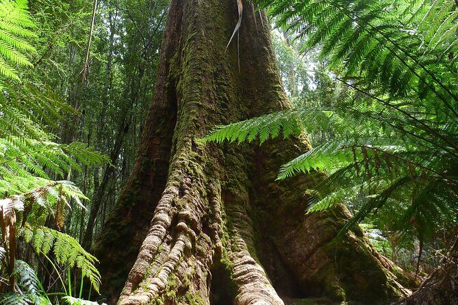 Hobart: Waterfalls, Wilderness & Wildlife - Active Day Tour - Authentic Experiences and Unique Insights