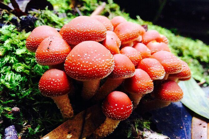 Hobart: Waterfalls, Wilderness & Wildlife - Active Day Tour - The Sum Up