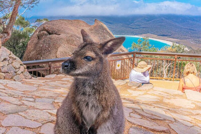Hobart: Wineglass Bay, Freycinet Park, and Richmond Tour - Why This Tour Offers Great Value