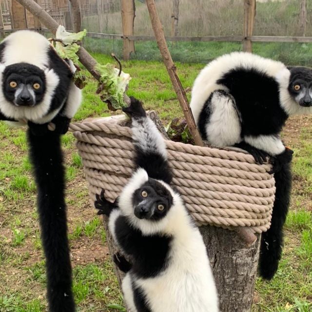 Hobbledown Heath One-Day Entry Ticket - Exploring Hobbledown Heath: A Practical & Enthusiastic Review of the One-Day Ticket Experience