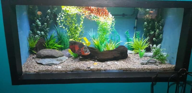 Hokitika: The National Kiwi Centre Tickets - Is It Worth the Price?