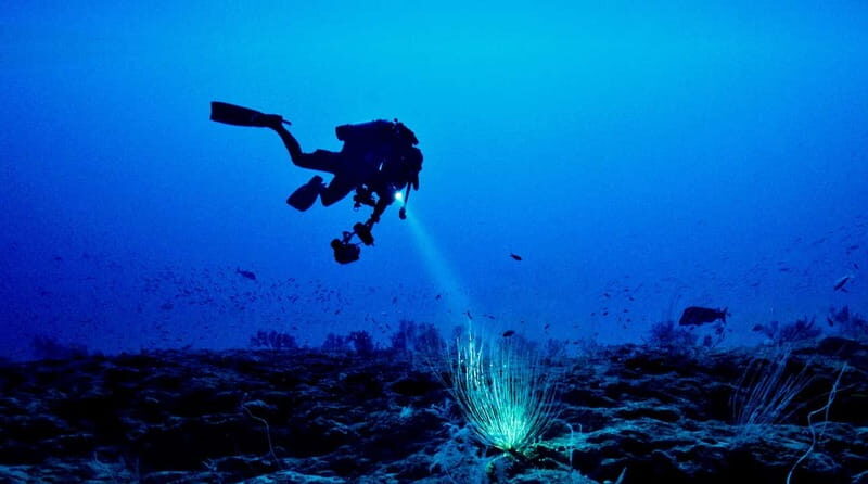 Hol Chan Marine Park night dive - Key Points