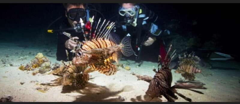 Hol Chan Marine Park night dive - An In-Depth Look at the Hol Chan Marine Park Night Dive