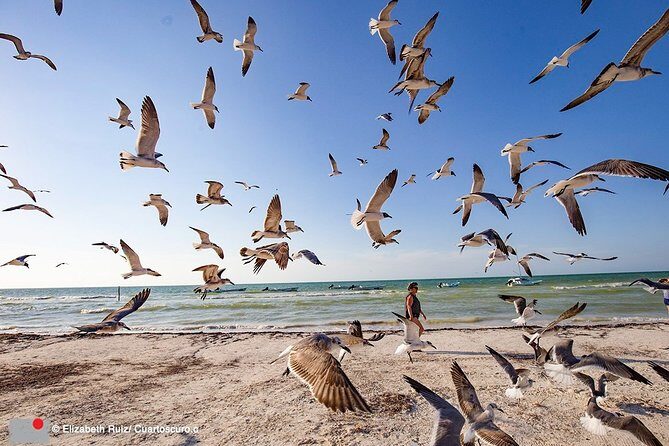 Holbox, all its beauty in 1 day (round trip, lunch and guided visit included) - An In-Depth Look at the Tour Experience