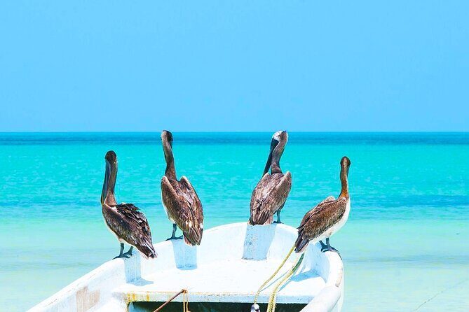 Holbox Beach Adventure! & Punta Mosquito Beaches from Tulum City - Frequently Asked Questions