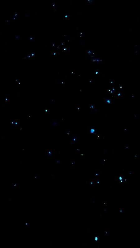 Holbox: Bioluminescence by Kayak and Stargazing. - FAQs