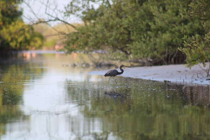 Holbox: Guided Sunrise/Sunset Kayak Tour by Mangrove Reserve - Experiencing the Tour: What You Can Expect