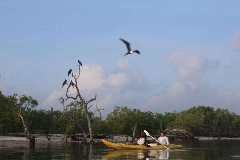 Holbox: Guided Sunrise/Sunset Kayak Tour by Mangrove Reserve - The Sum Up