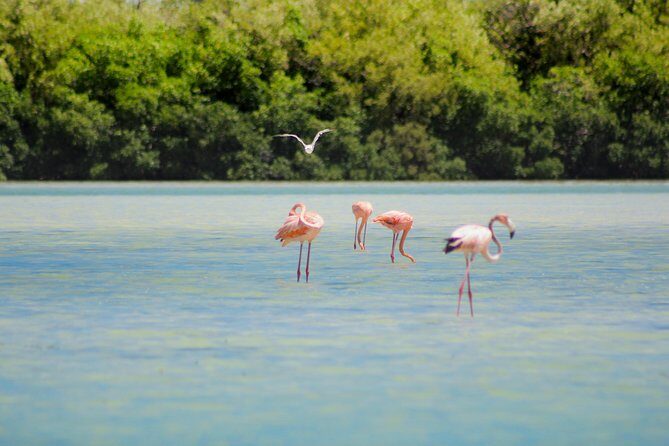 Holbox Island Tour From Cancun - FAQs
