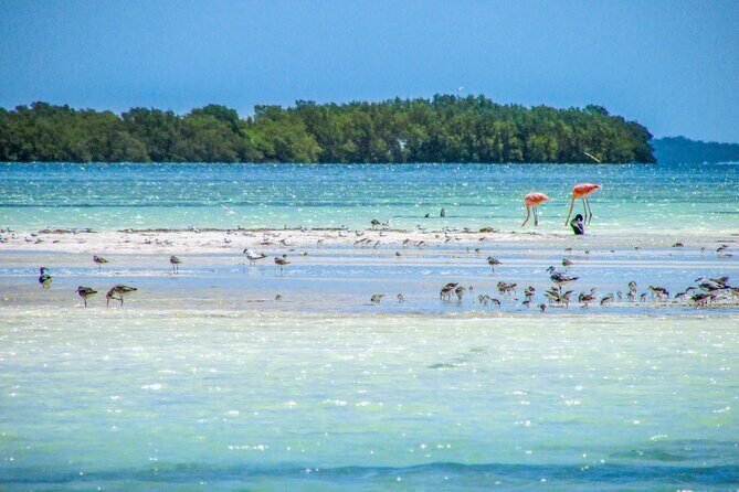 Holbox Island Tour in Mexico with Lunch - Authentic Experiences and Tips from Reviewers