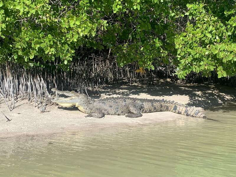 Holbox: Mangrove Sunset Kayak Tour - Who Should Consider This Tour?