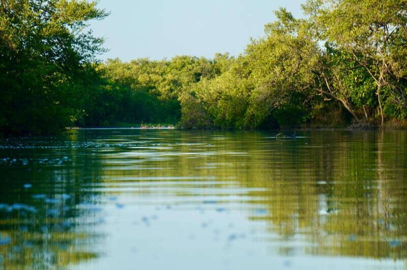 Holbox: Mangrove Sunset Kayak Tour - The Sum Up