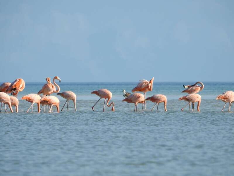 Holbox: Sunrise Kayak Tour through the Mangroves - FAQ