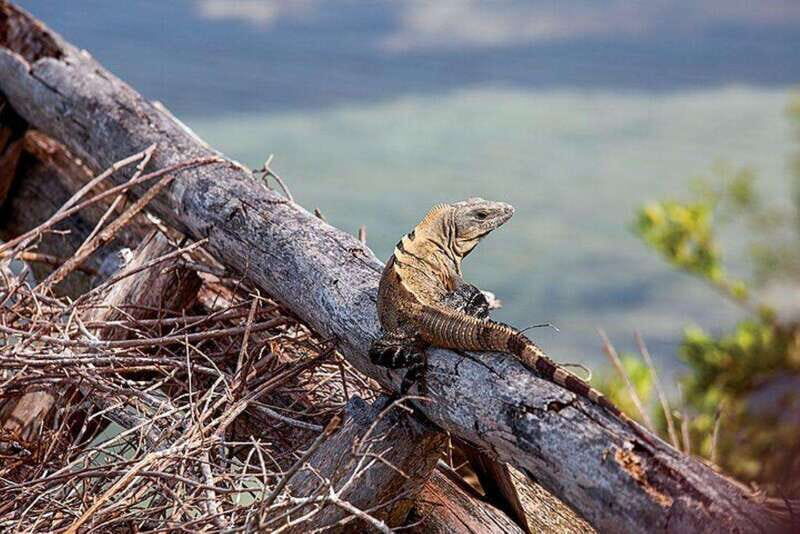 Holbox: Yalahau, Passion Island and Punta Mosquito Boat Tour - Key Points