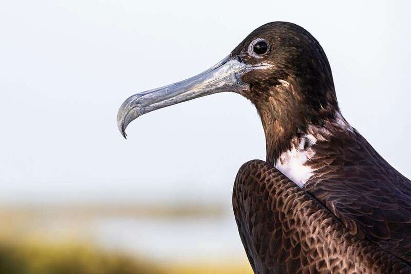 Holbox: Yalahau, Passion Island and Punta Mosquito Boat Tour - Practical Tips for a Smooth Experience
