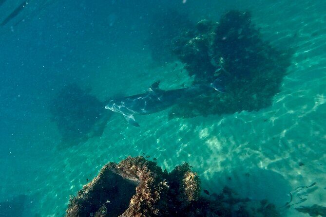 Hollywood Snorkel, Kayak & Paddleboard with Reefs and Sculptures - FAQs