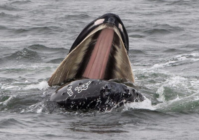 Hólmavík: Whale Watching Tour - The Sum Up