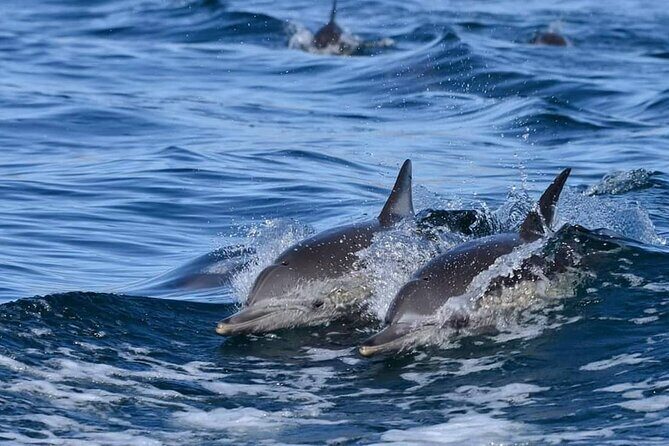 holy spirit island tour - An Overview of the Holy Spirit Island Tour