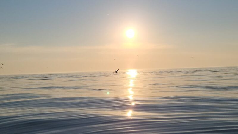 Honningsvåg: North Cape King Crab & Arctic Wildlife Safari - An In-Depth Look at the Arctic Adventure