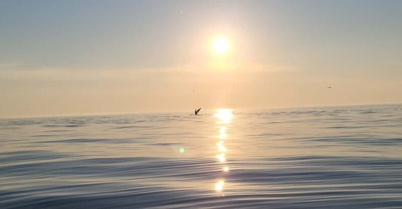 Honningsvåg: North Cape King Crab & Arctic Wildlife Safari - Who Would Love This Tour?