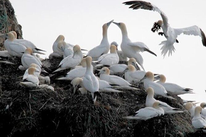 Honningsvåg Shore Bird Safari Adventure - Key Points
