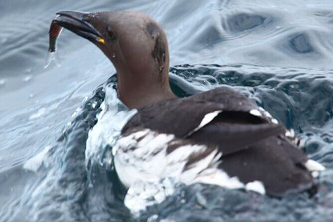 Honningsvåg Shore Bird Safari Adventure - What Travelers Love and What to Watch Out For