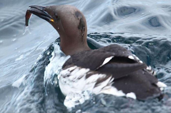 Honningsvåg Shore Bird Safari Adventure - FAQs