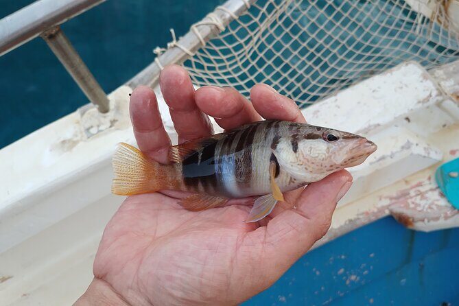 Hook Your Adventure Now with Chania Rod Fishing Experience - An In-Depth Look at the Chania Rod Fishing Experience