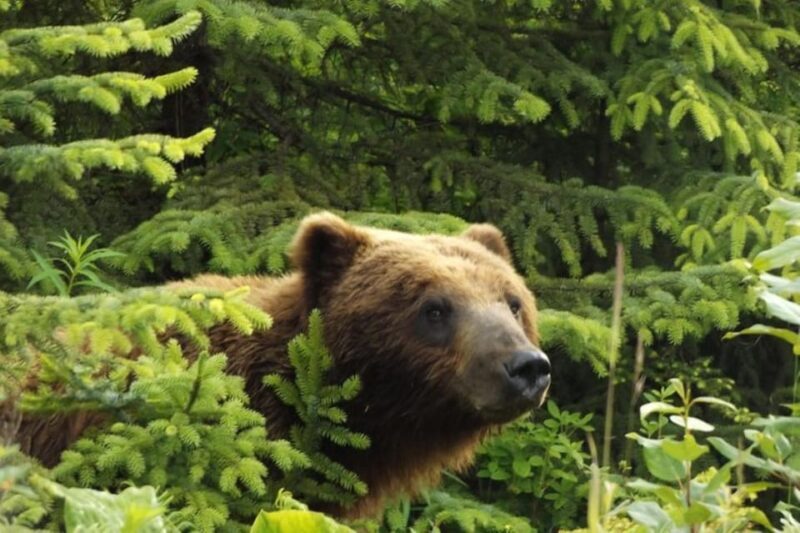 Hoonah: Chichagof Island Brown Bear Search - Final Thoughts