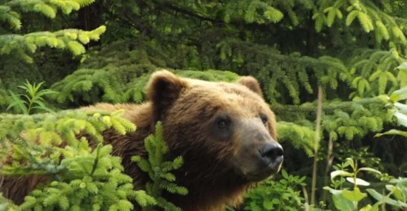 Hoonah: Chichagof Island Brown Bear Search - FAQs