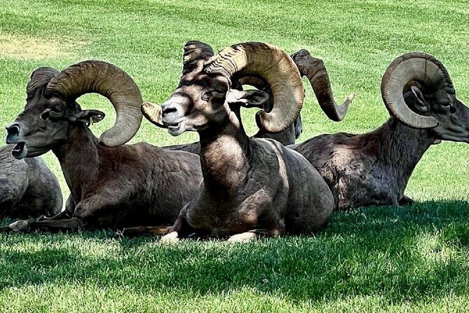 Hoover Dam, 7 Magic Mountains Small Group Half-Day Express Tour - Who Should Consider This Tour?