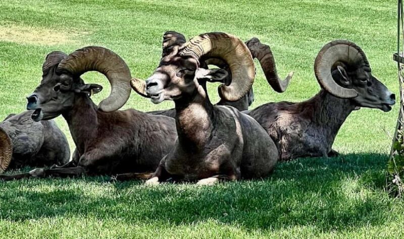 Hoover Dam,7 Magic Mountains VIP Experience Small Group Tour - Transportation and Logistics