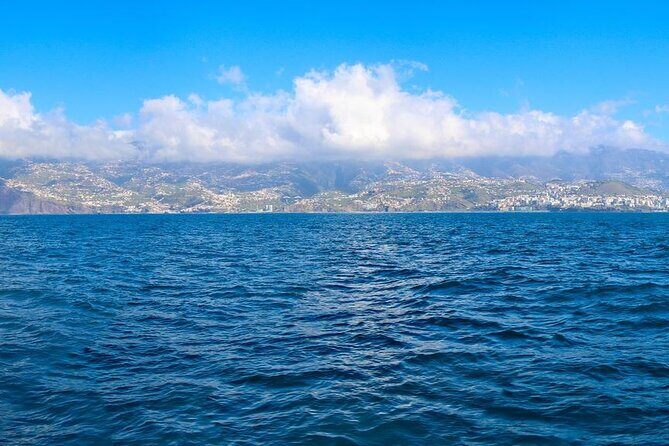 Hop-on Hop-off Bus Tour and Catamaran Whale & Dolphin Watching - The Catamaran Whale & Dolphin Watching Cruise